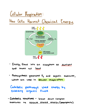 Chapter 4 Notes - Cell Structure - Cell Structure Celts Cells were ...