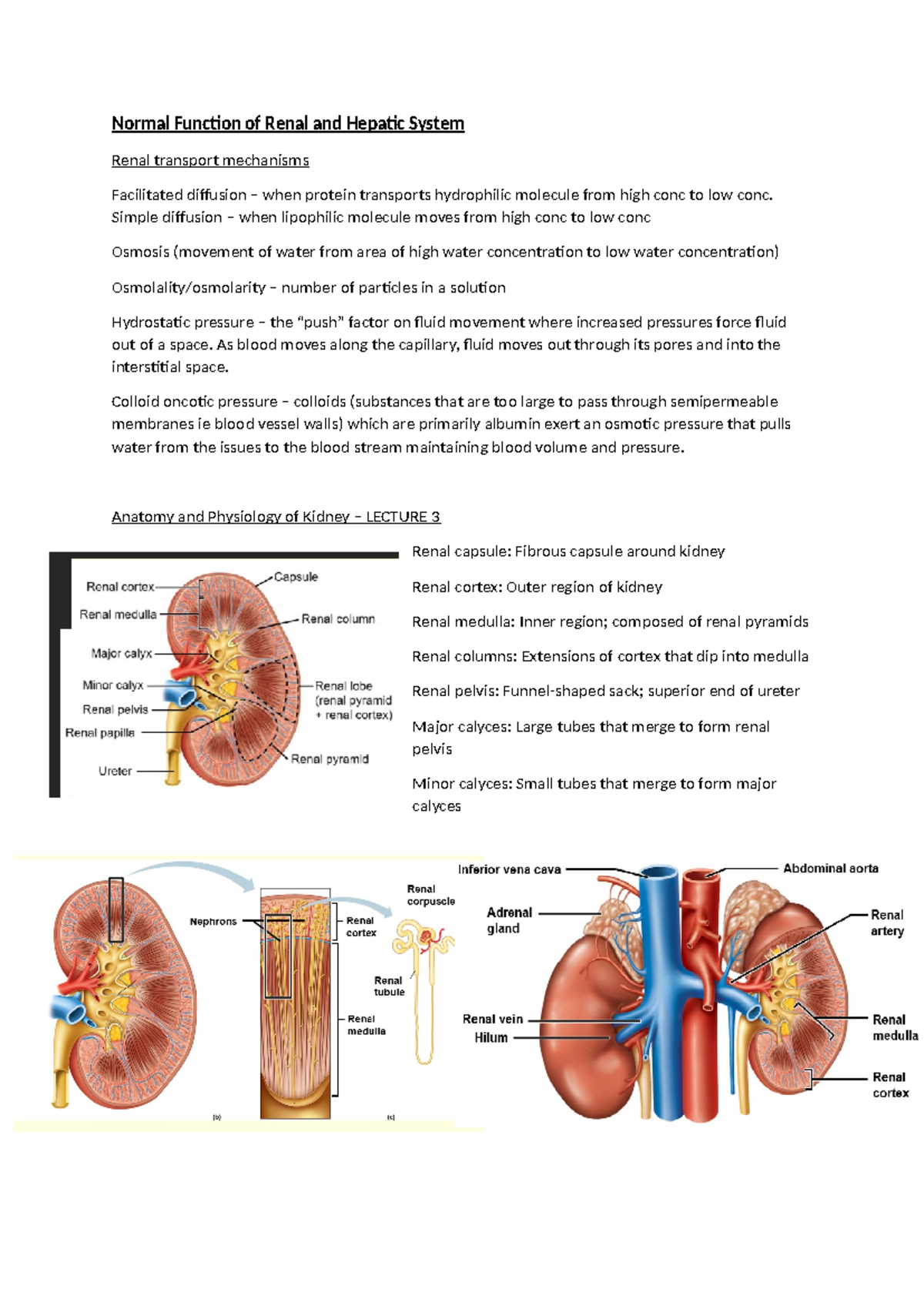 MP224 Notes - Normal Function of Renal and Hepatic System Renal ...