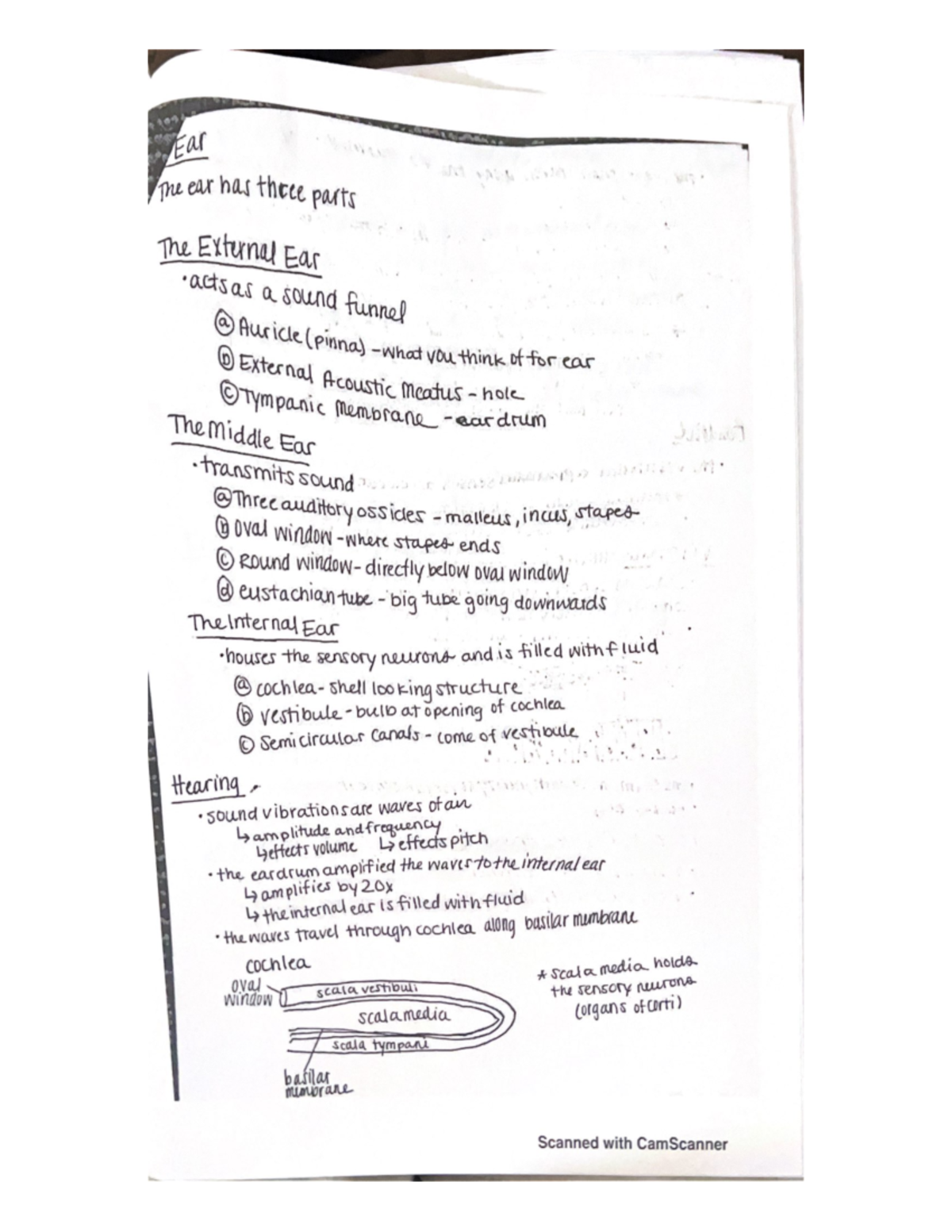 Ear - Notes on ear anatomy - BIO 269 - Studocu