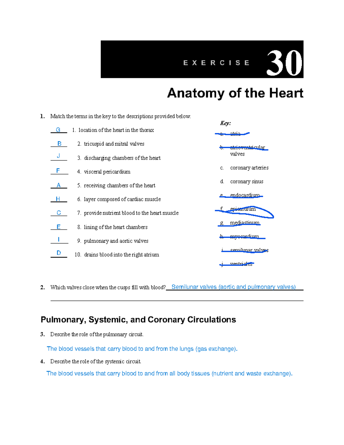 03 lab heart assignment - E X E R C I S E 30 Anatomy of the Heart Match ...