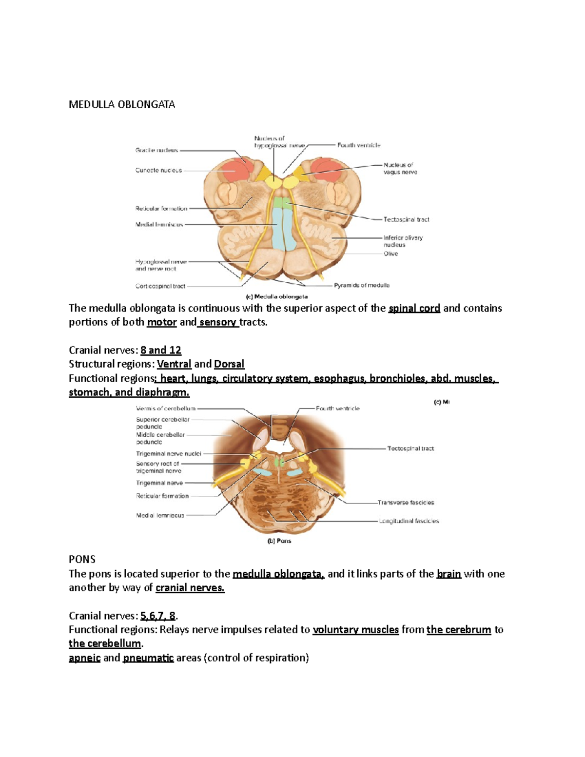 Week 4 Assignment - MEDULLA OBLONGATA The medulla oblongata is ...