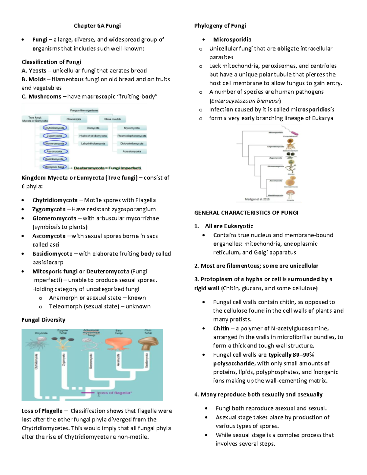 Chapter 6 Reviewer - Microbiology - Chapter 6A Fungi Fungi – a large ...