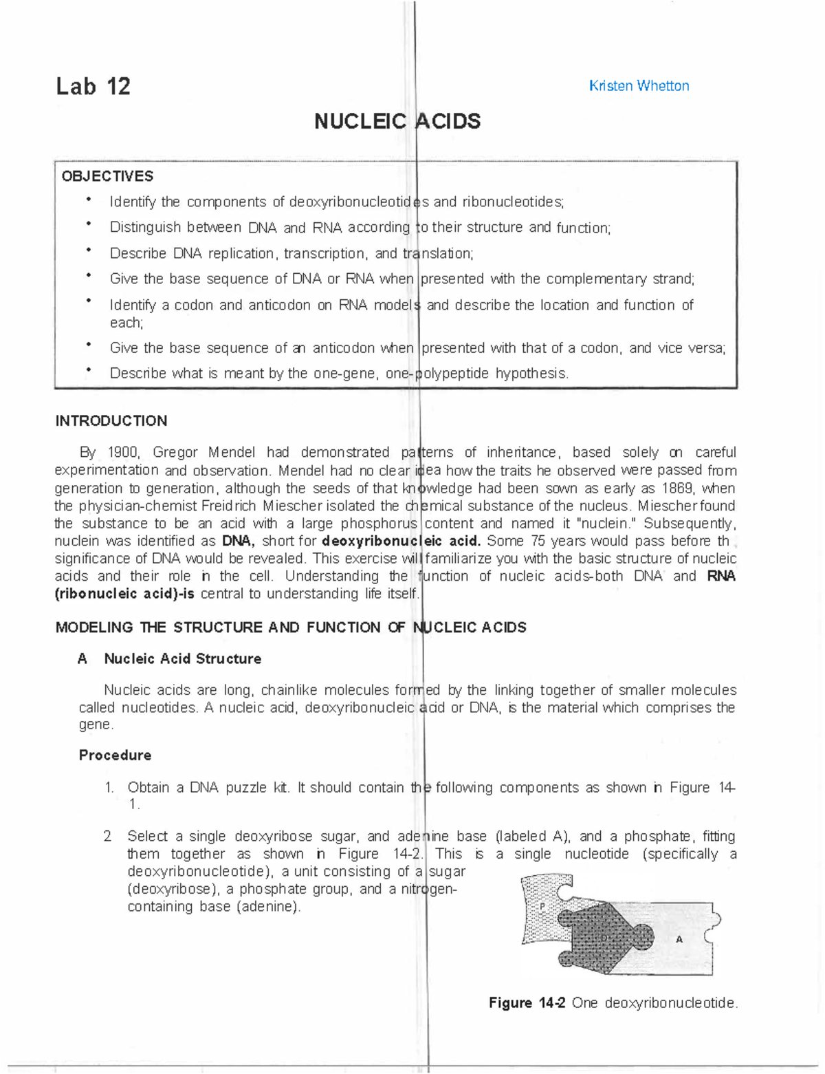 Lab 12 - Nucleic Acids-2 - Lab 1 2 NUCLEIC CIDS OBJECTIVES - Identify ...