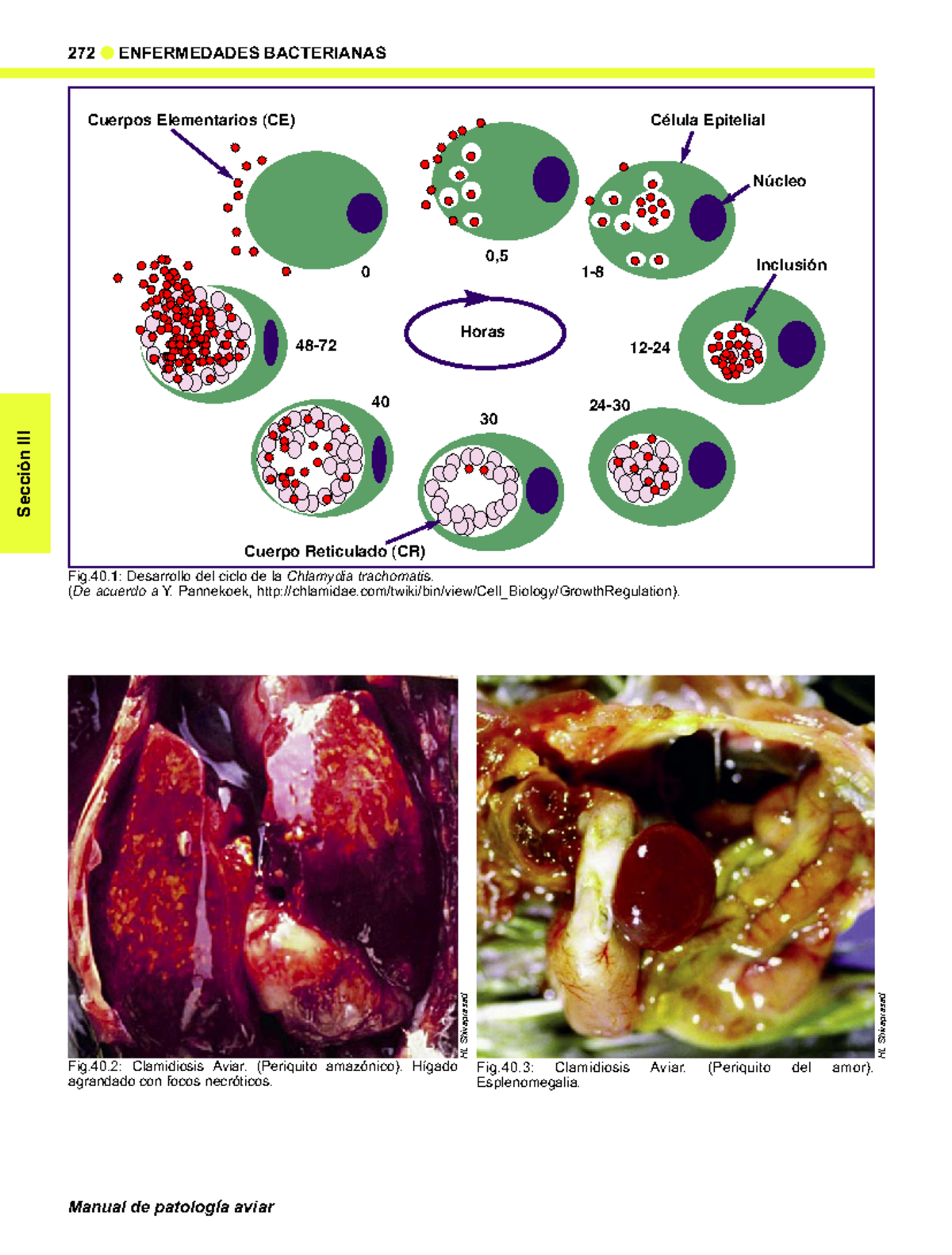 40-chlamydia-es - Enfermedades en aves - 272 ENFERMEDADES BACTERIANAS ...