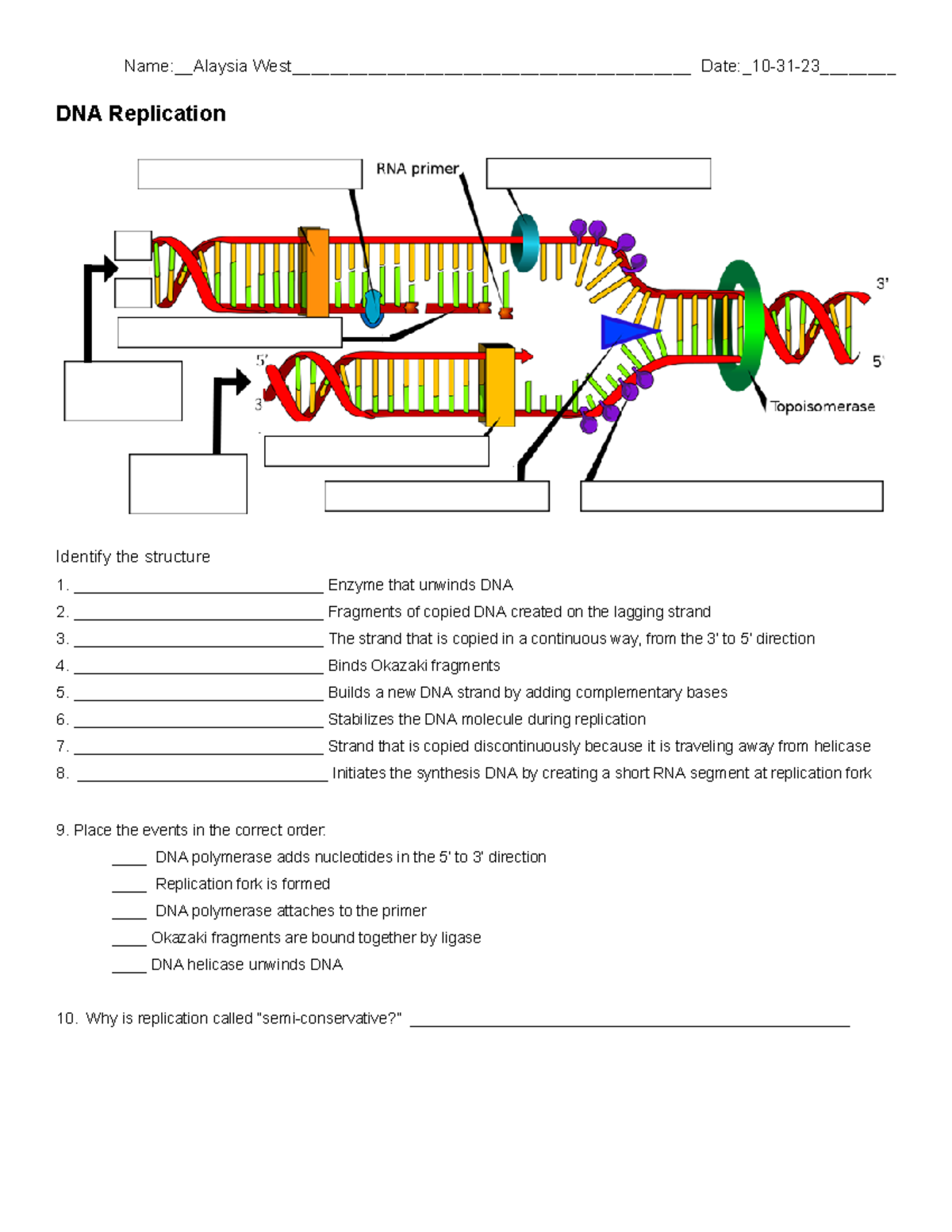Copy of Copy of DNA Replication - Labeling - Name:Alaysia - Studocu