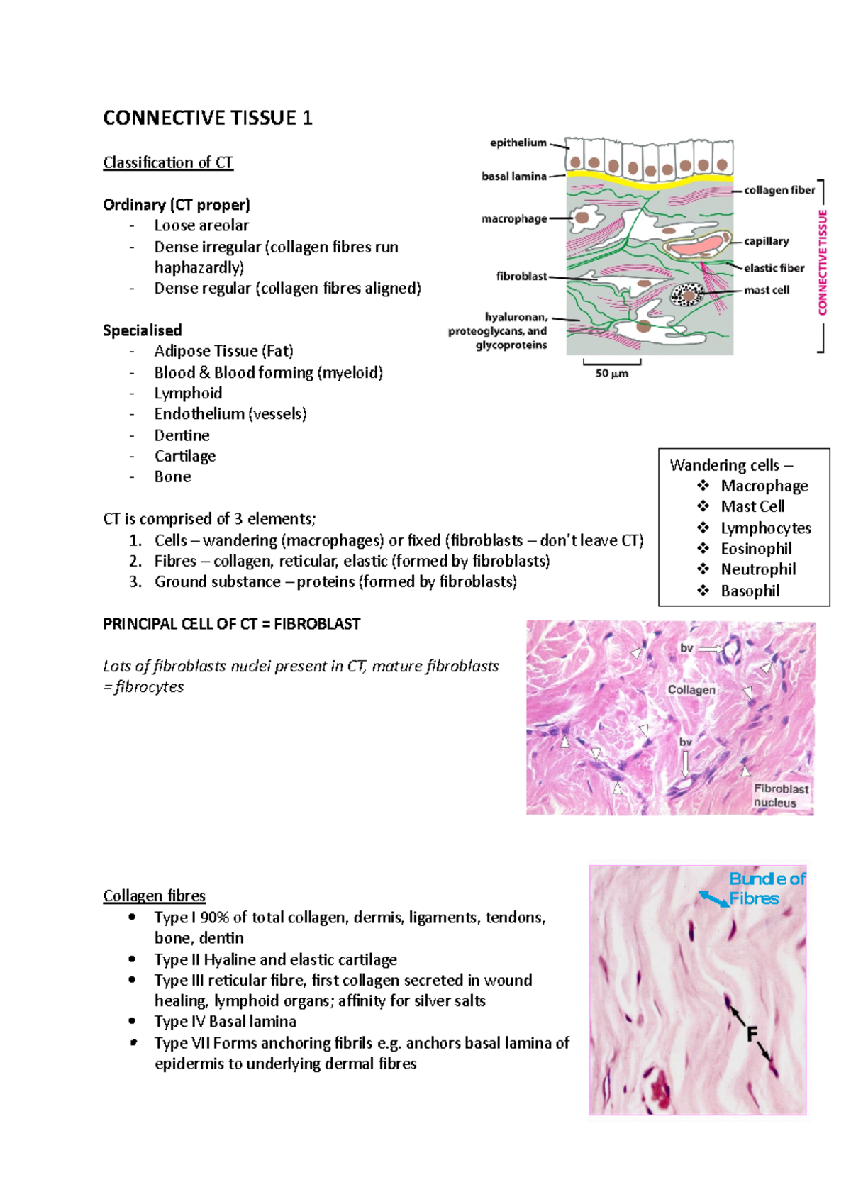 Connective Tissue 1 - CONNECTIVE TISSUE 1 Classification of CT Ordinary ...