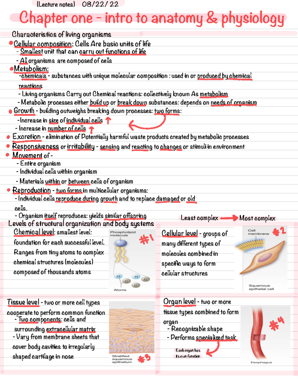Unit One - Lecture notes - Chapter one - intro to anatomy & physiology ...
