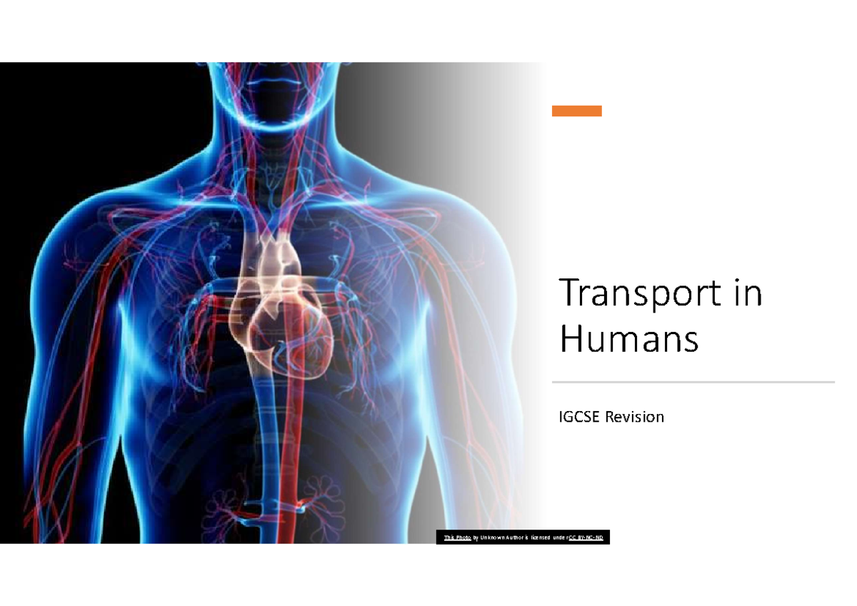Transport in humans chapter 9 - Transport in Humans IGCSE Revision This ...