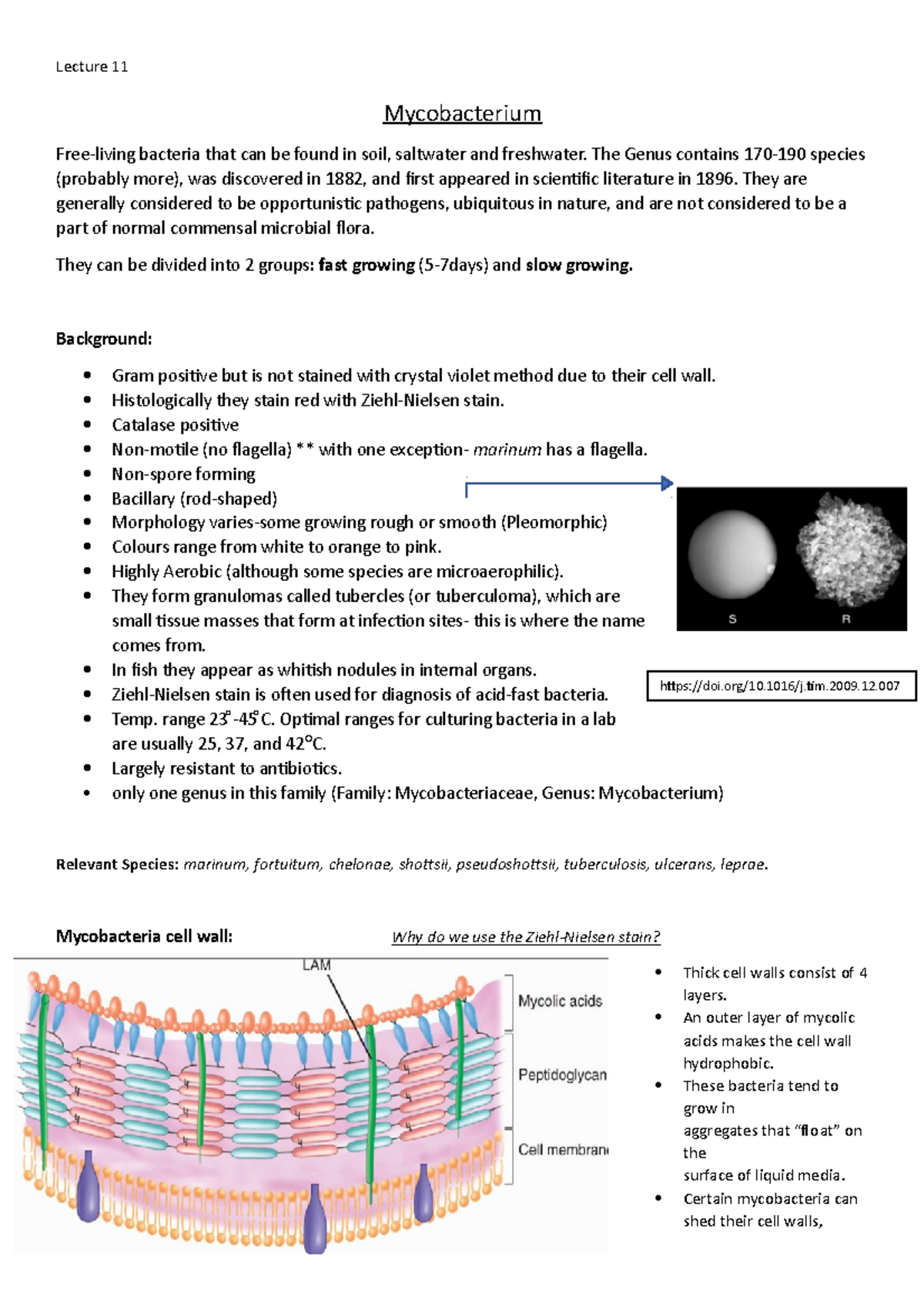 L11 Mycobacterium - Mycobacterium Free-living bacteria that can be ...
