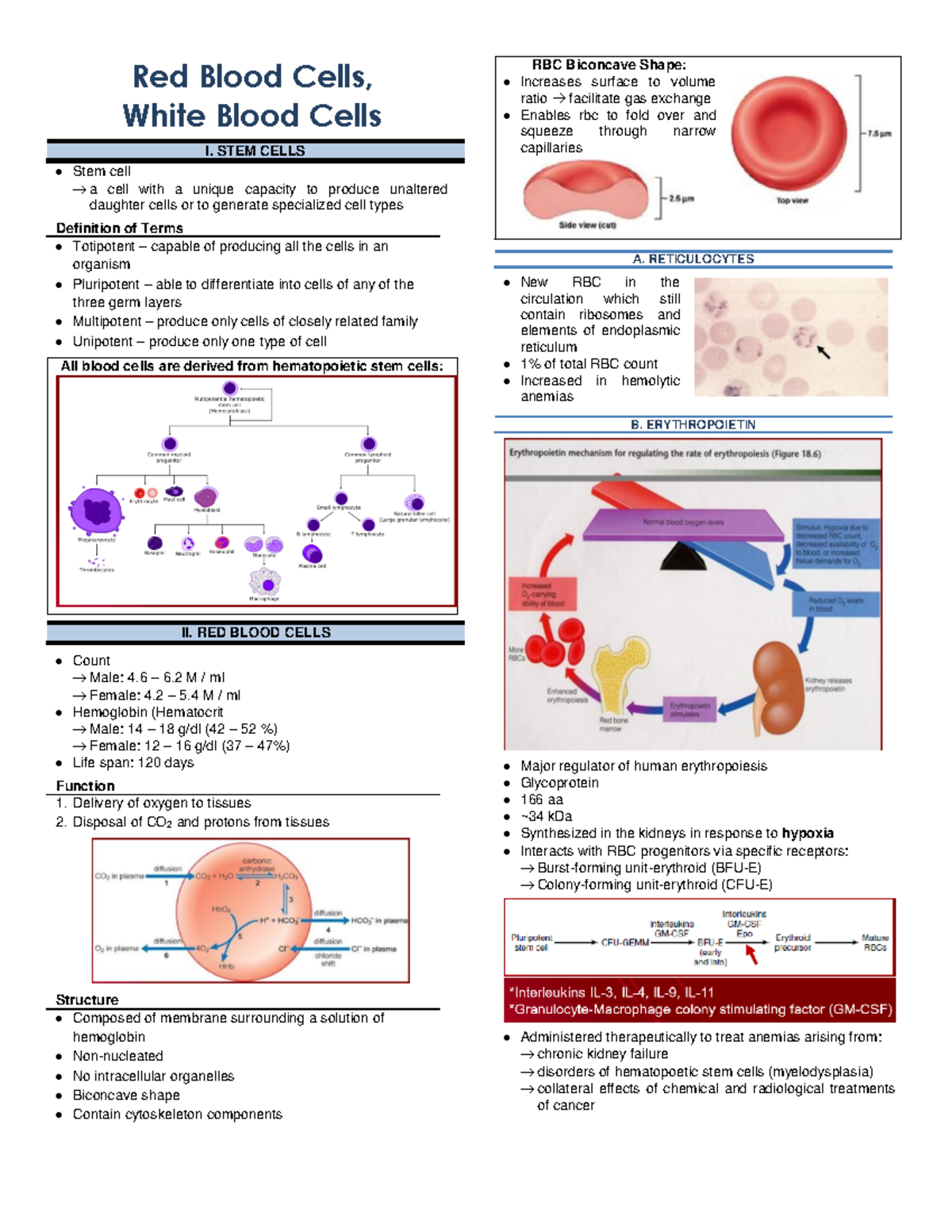 Biochemistry: WBC and RBC - Red Blood Cells, White Blood Cells I. STEM ...