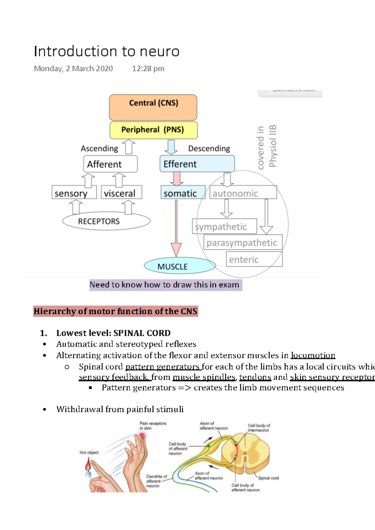 Introduction to neuro - Need to know how to draw this in exam Hierarchy ...