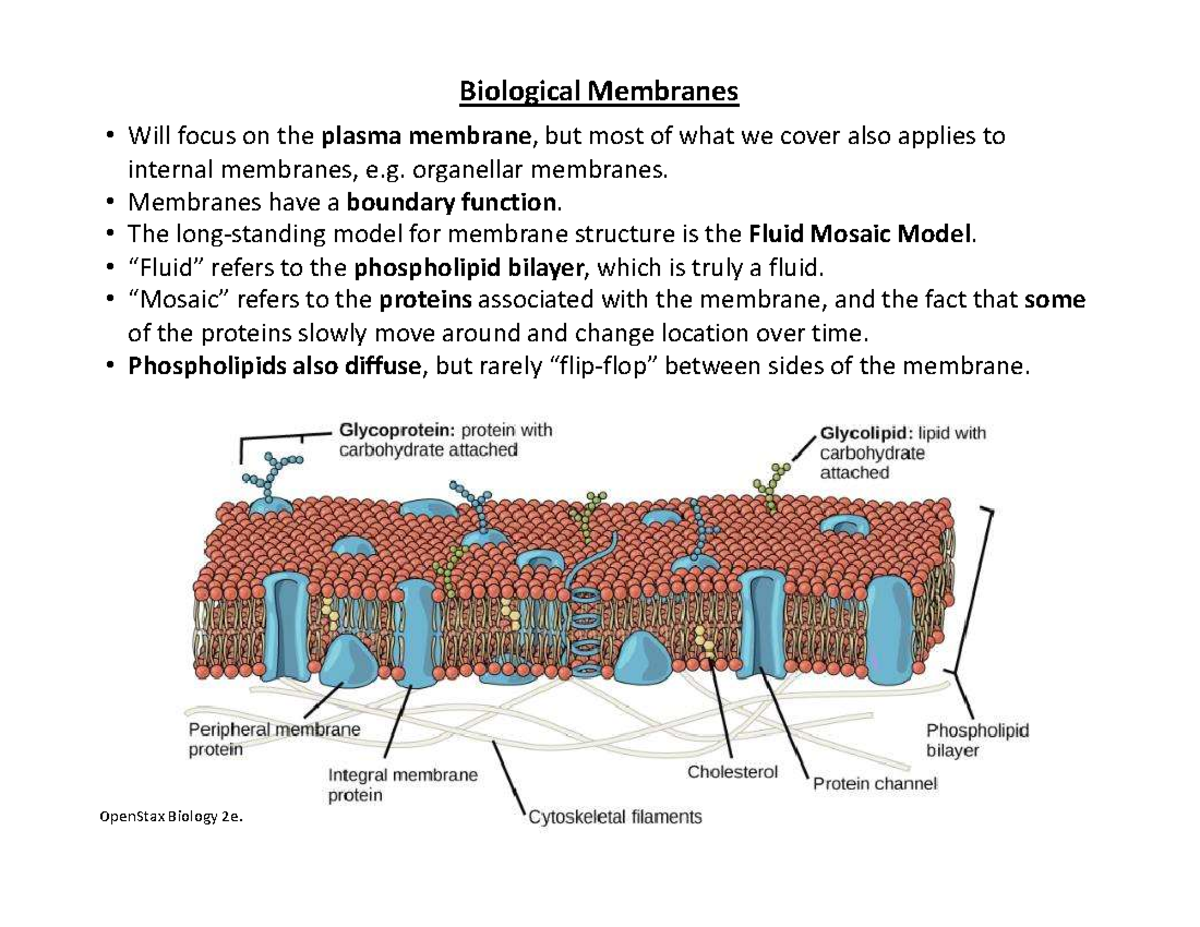 Biological Membranes - Biological Membranes Will focus on the plasma ...