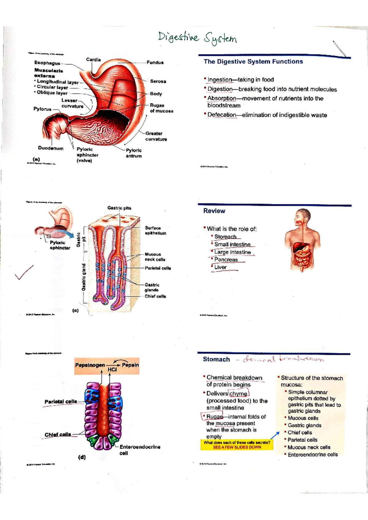 Digestive - ANAT 1053 - Studocu