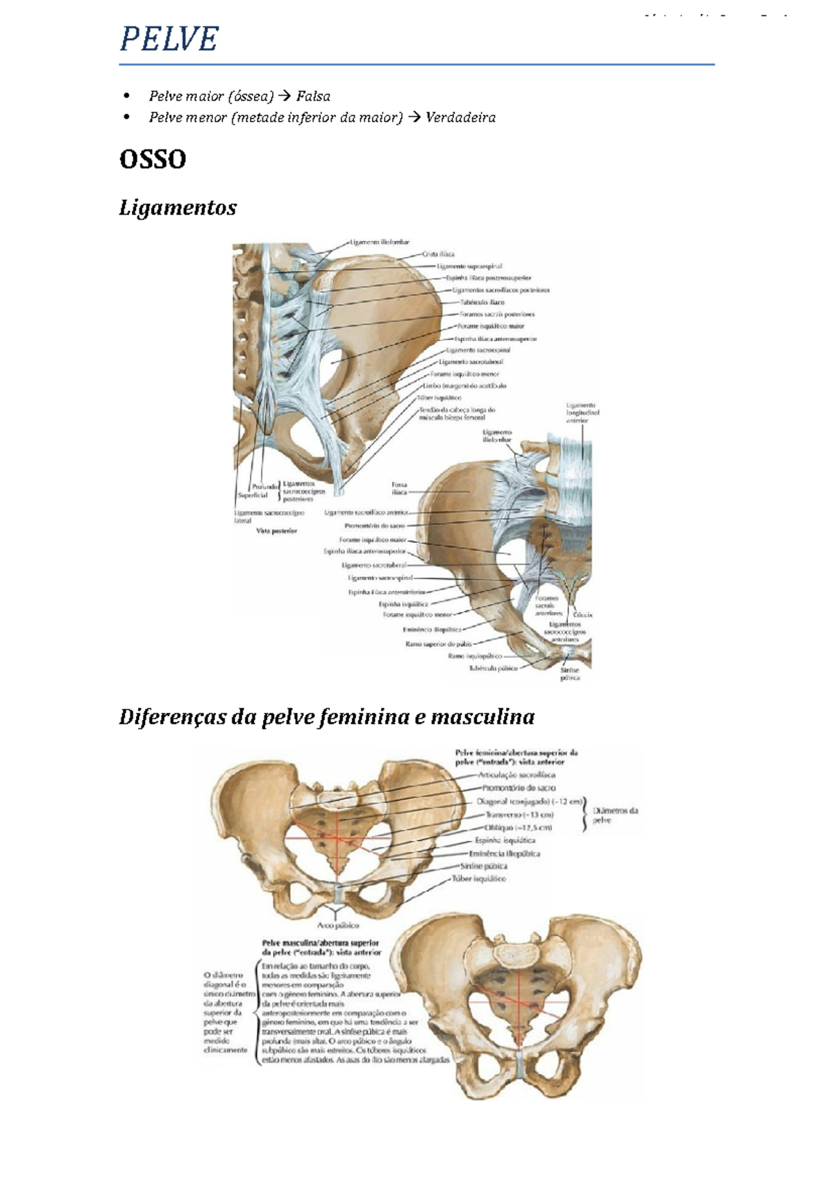 Pelve - Liga-se ao úraco (ligamento umbilical mediano) Colo da bexiga ...