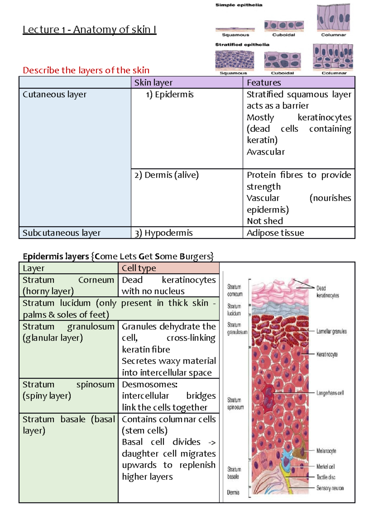 HUBS 192 notes - Lecture 1 - Anatomy of skin I Describe the layers of ...