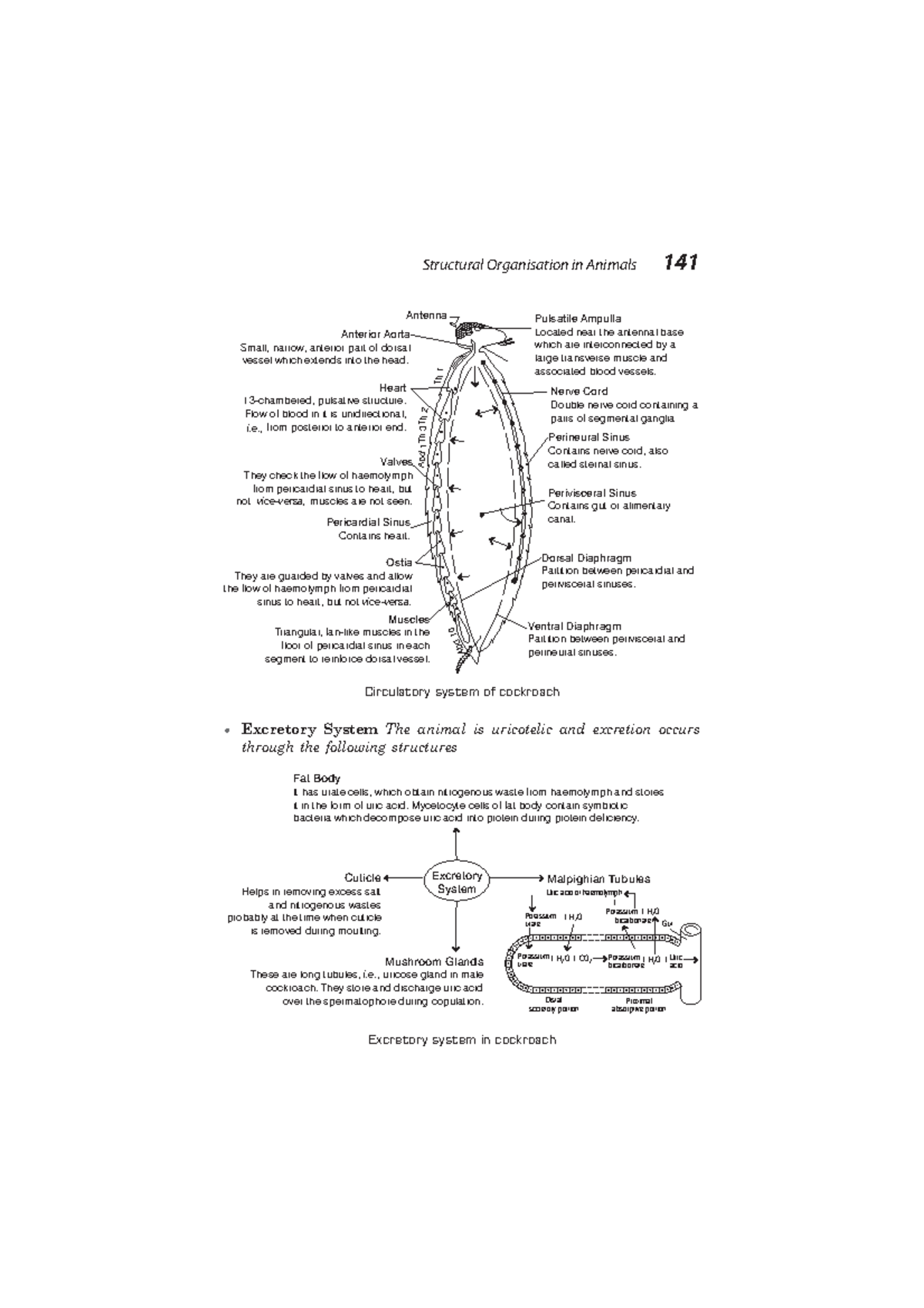 Excretory System - Mycetocyte cells of fat body contain symbiotic ...