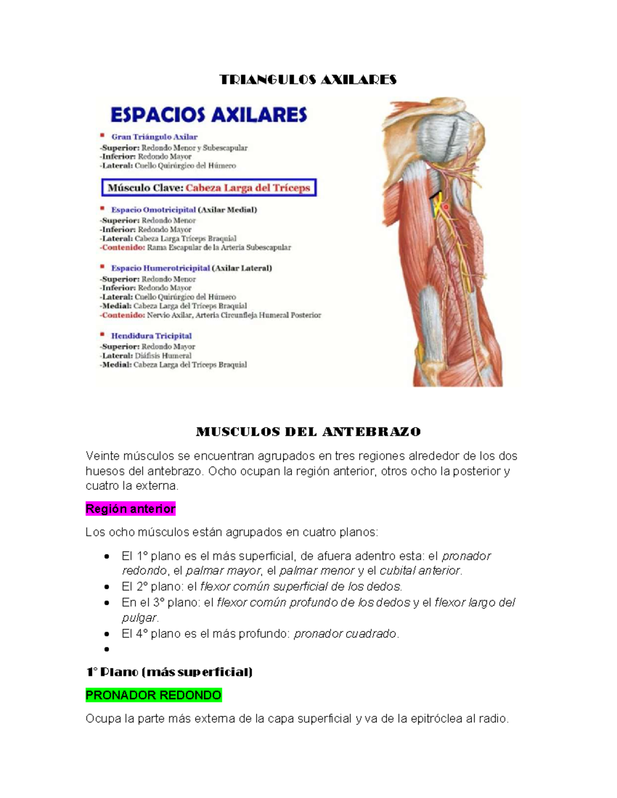 Musculos DEL Antebrazo y Triangulos - TRIANGULOS AXILARES MUSCULOS DEL ...