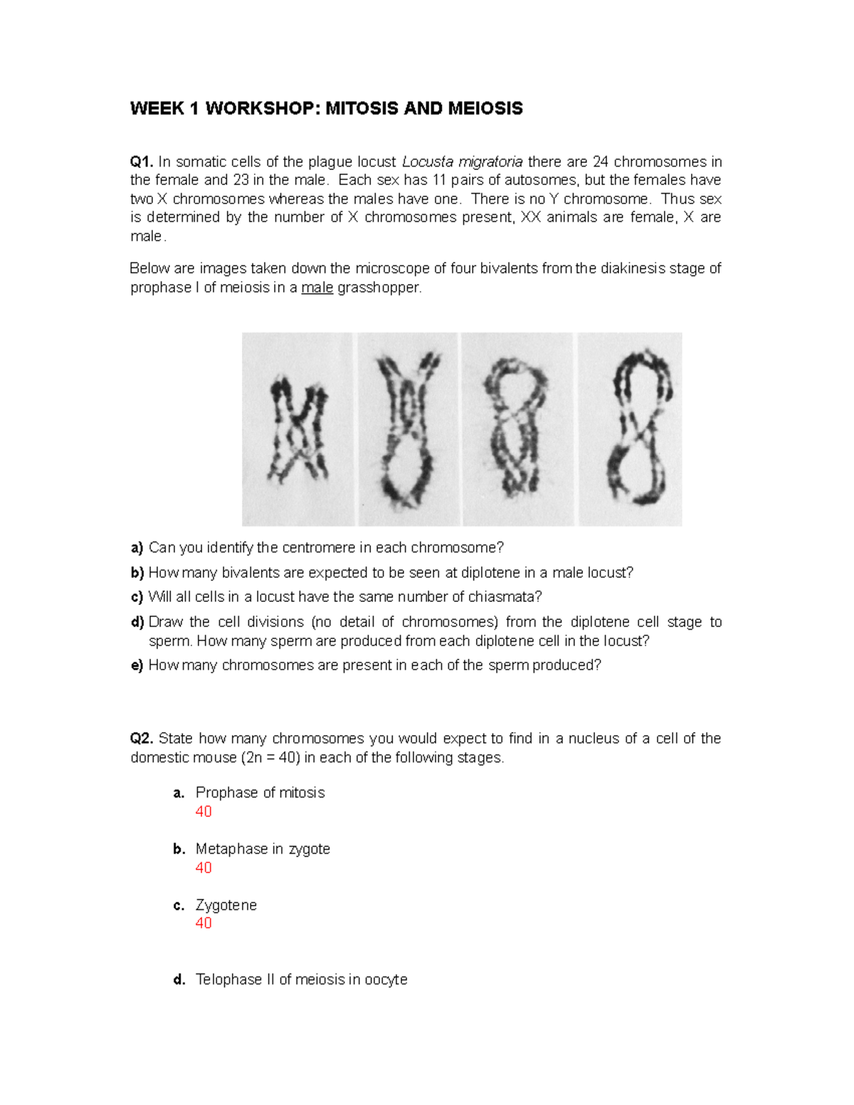 Tutorial Work Workshop Week 1 2021 Gen2401 - WEEK 1 WORKSHOP: MITOSIS ...