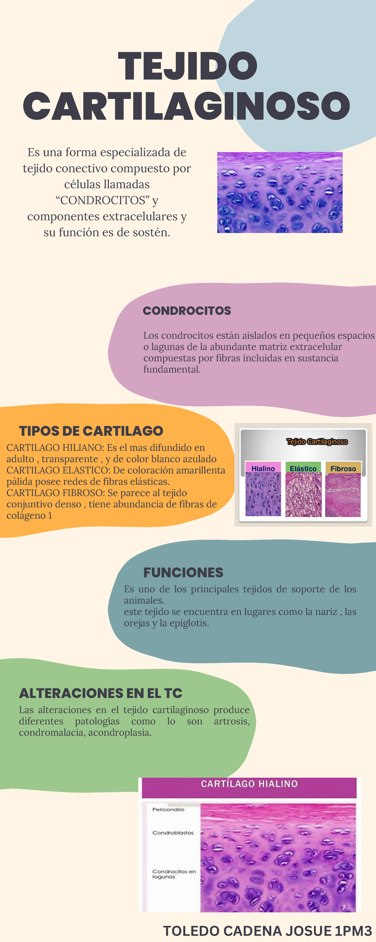 Tejido Cartilaginoso - TEJIDO CARTILAGINOSO Es una forma especializada ...