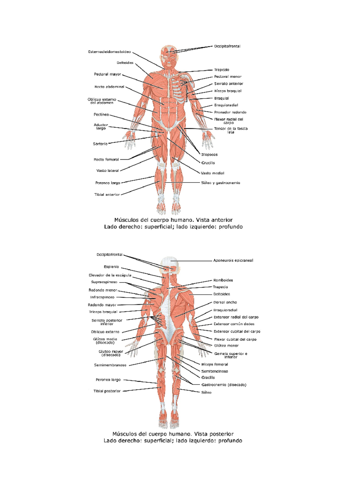 Musculos anteriores y posteriores - Anatomia II - Studocu
