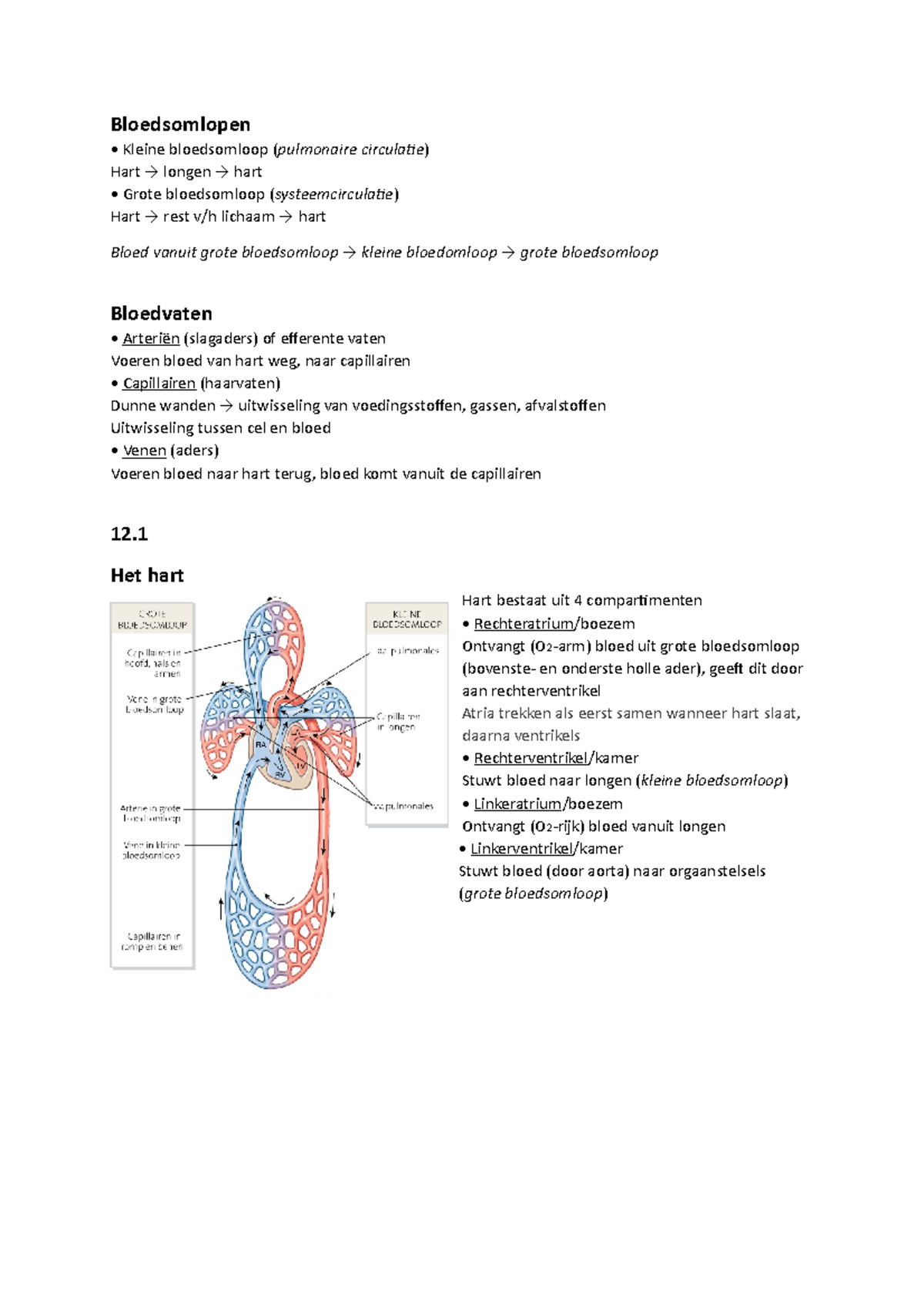 Samenvatting Anatomie En Fysiologie: Een Inleiding H 11-13, 15 ...