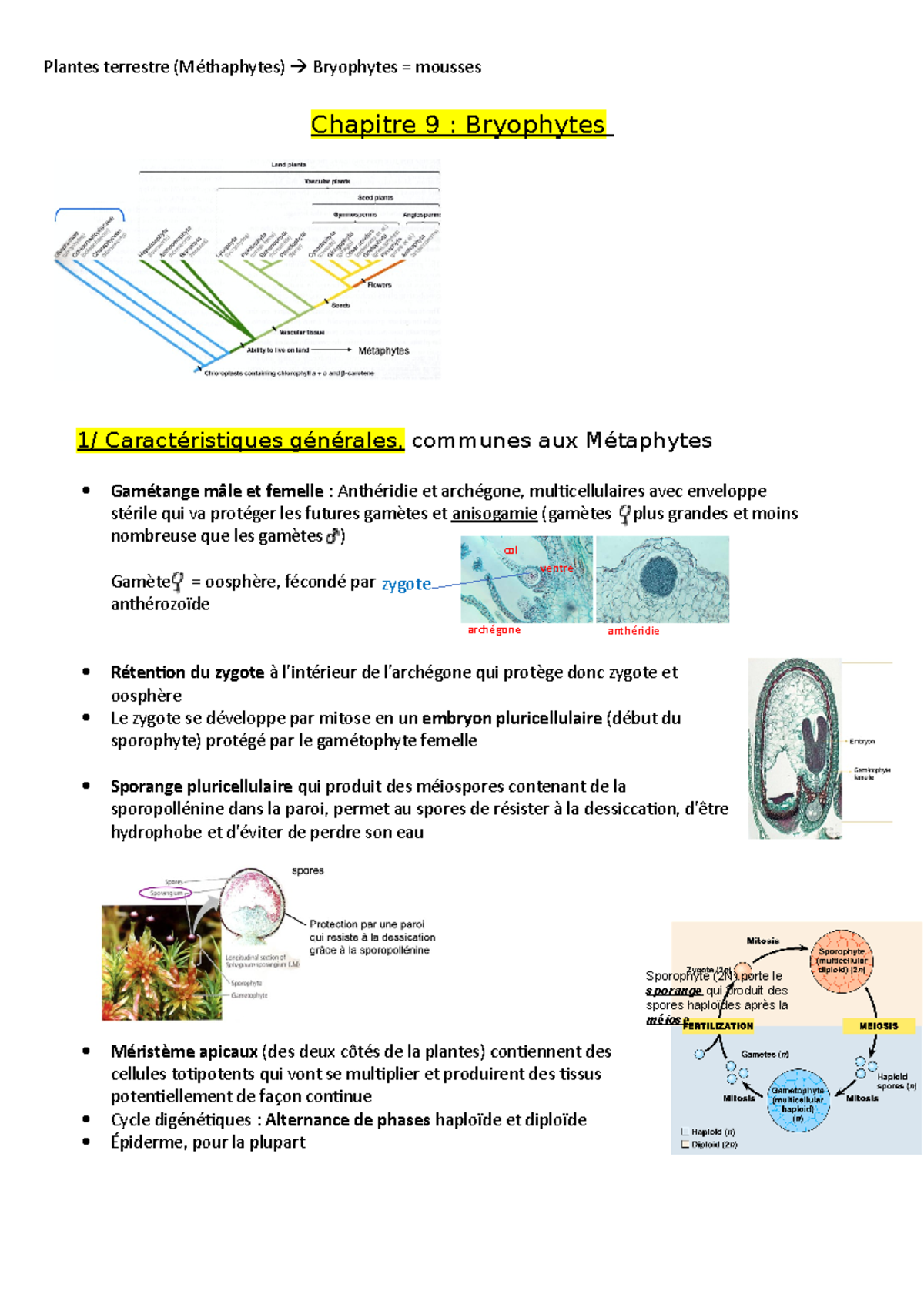 Bryophytes - Il est simple et ressemble à un thalle, réalise la ...