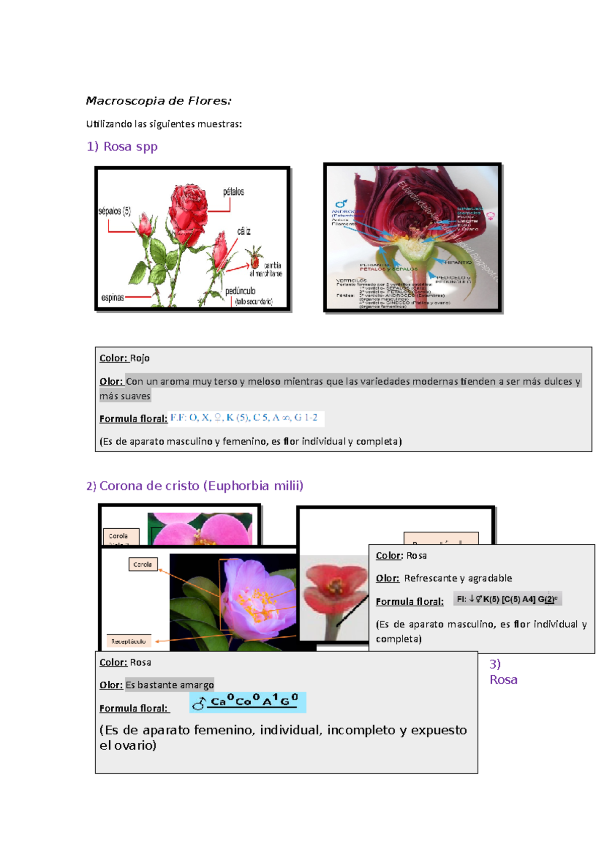 Macroscópica de Flores y Frutos - Macroscopia de Flores: Utilizando las ...