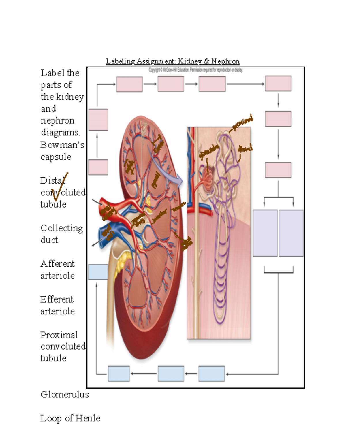 Activities: Urinary, Digestive system and functions - Labeling ...
