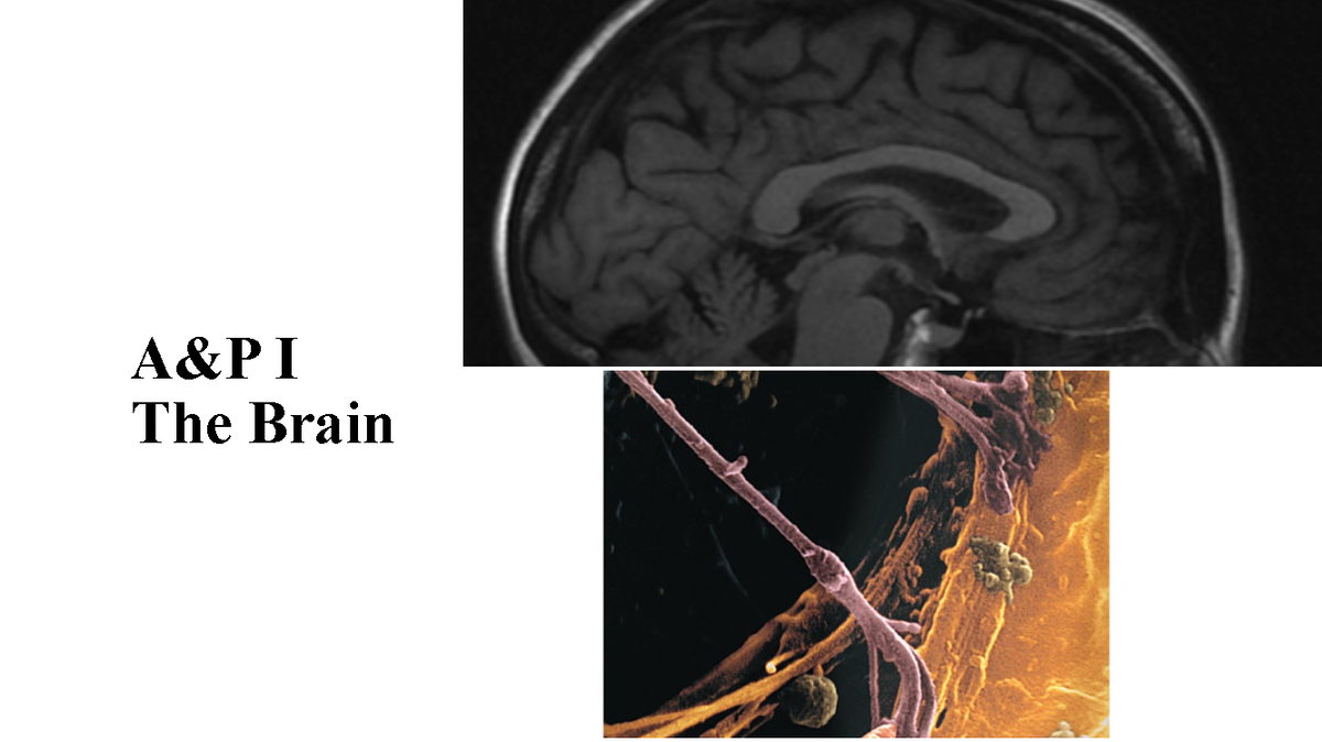 The Brain A&P 1 - Just helpful tips - A&P I The Brain Objectives ...