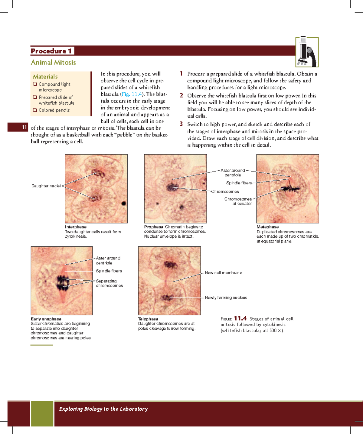 Exercise 11.1 Procedure 1 - Exploring Biology in the Laboratory 11 Procedure 1 Animal Mitosis In ...