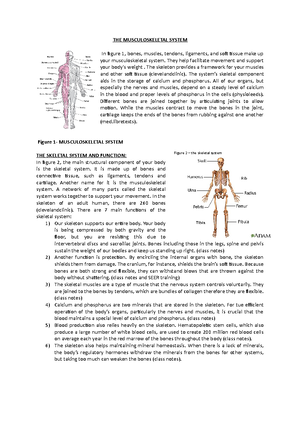 R UNIT 8; A - learning aim a of unit 8 - Unit 8 (A) The musculoskeletal ...