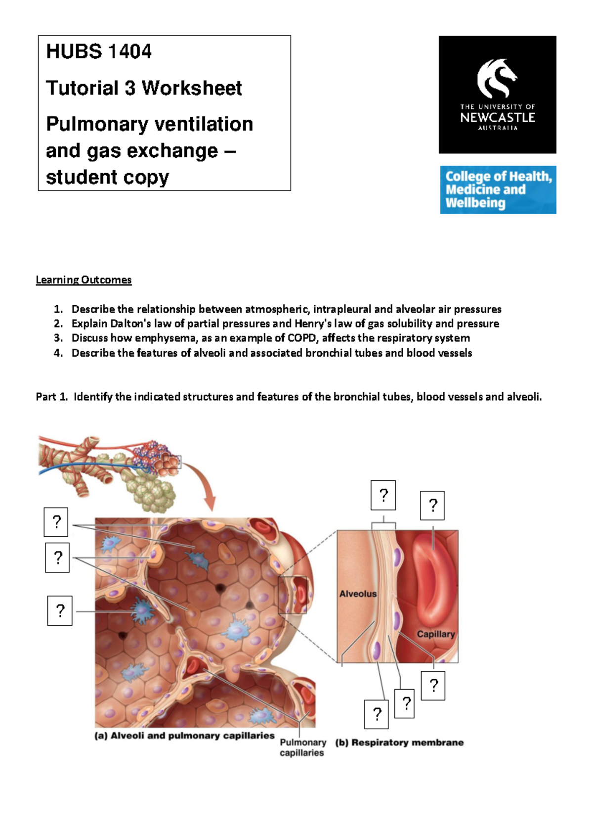 Tutorial 3 Pulmonary ventilation and gas exchange (student copy)-1 ...