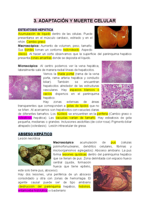 Laboratorio 1 - Macroscópicamente: Microscópicamente: (Imagen ...