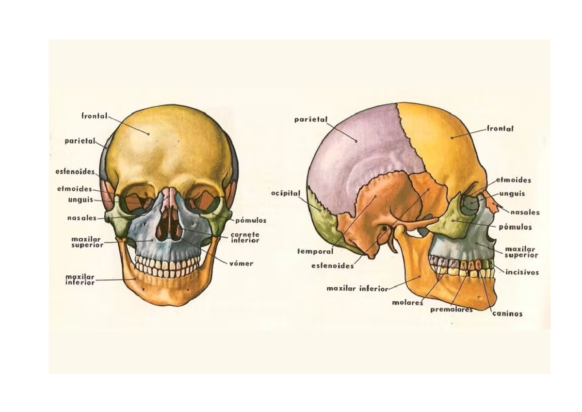 Huesos del cuerpo humano - frontal parietal frontal parietal esfenoides ...