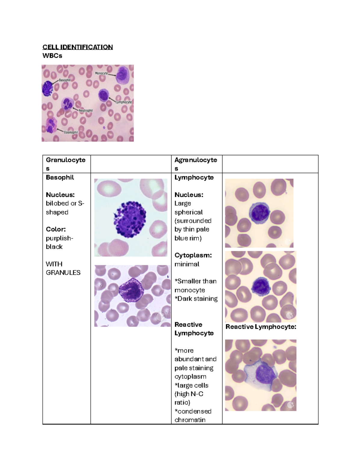 CELL Identi - CELL IDENTIFICATION WBCs Granulocyte s Agranulocyte s ...