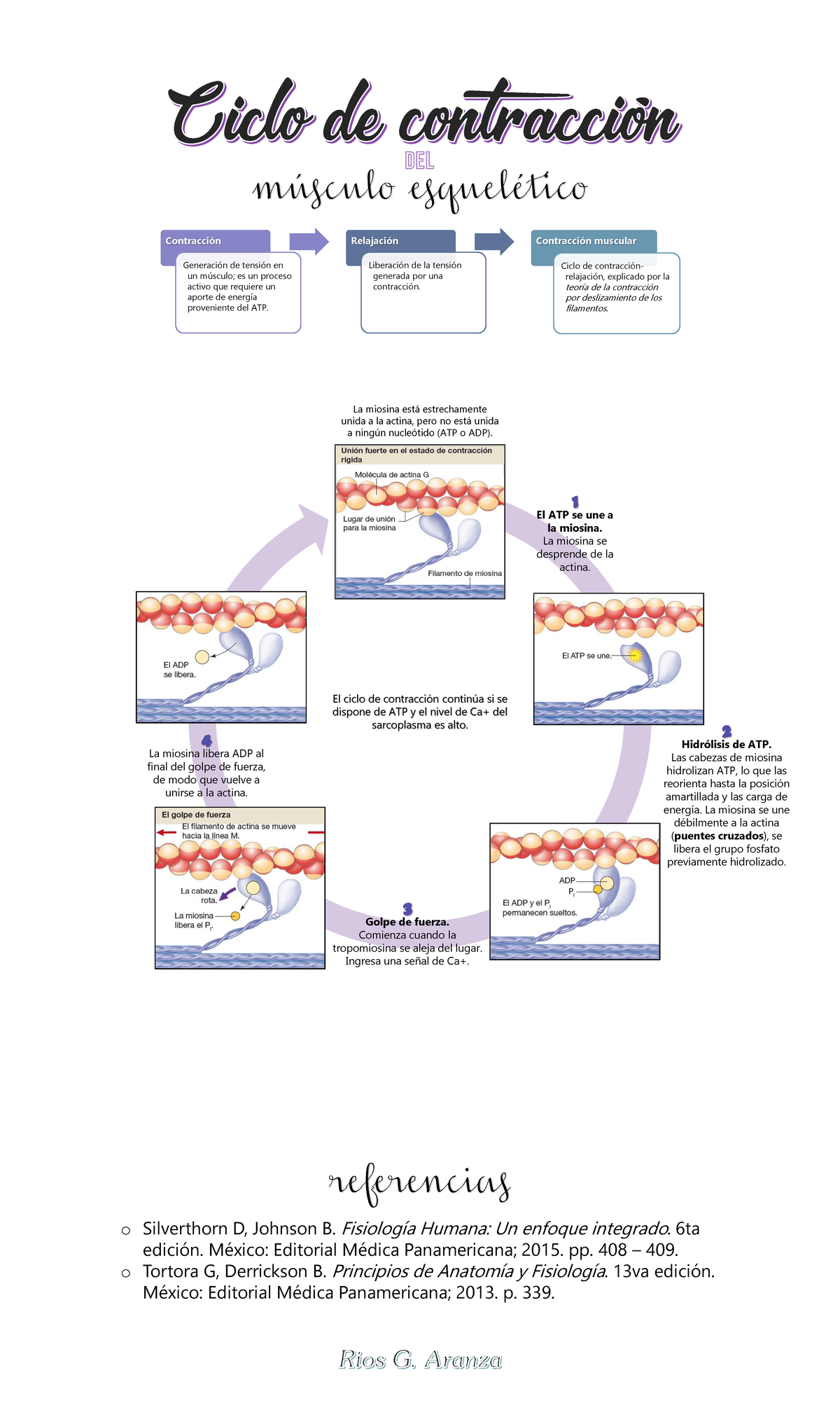 Ciclo de contracción del músculo esquelético & Acoplamiento excitación ...