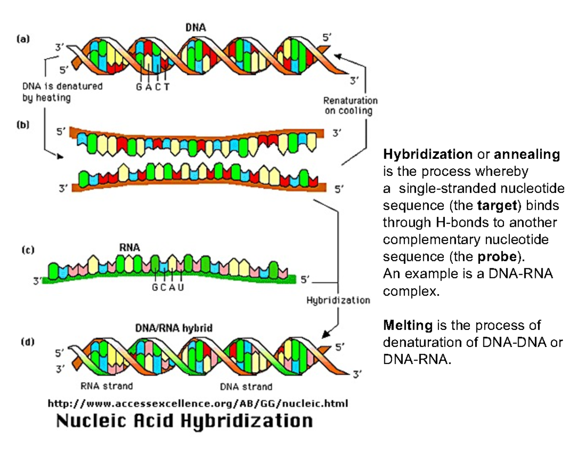 Lecture 19 - DNA Analysis-2 - Hybridization or annealing is the process ...