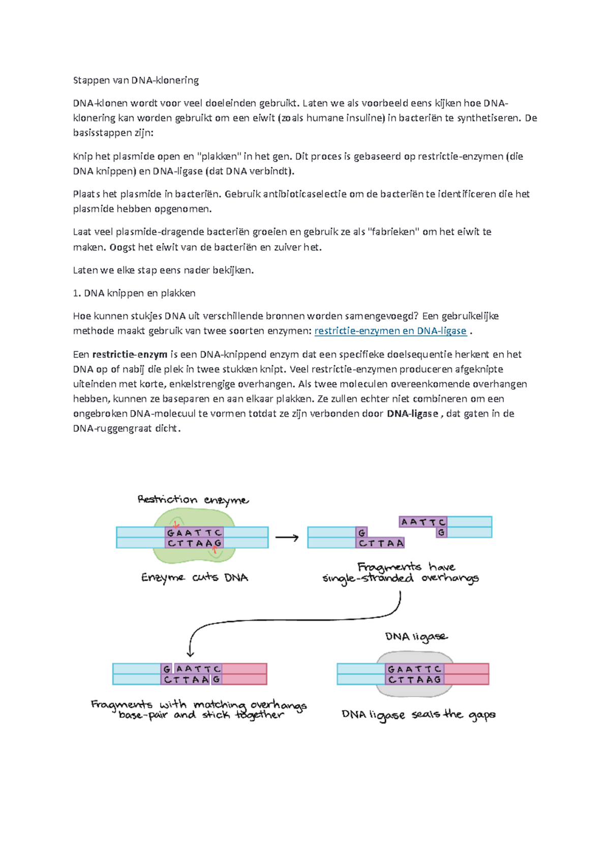 Samanvatten biologische geneesmiddelen detail D2 - Stappen van DNA ...