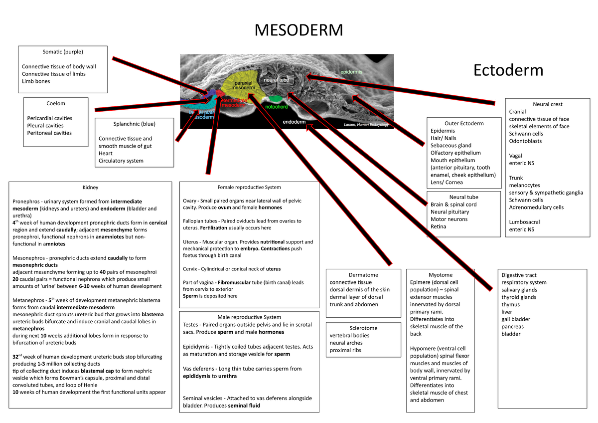 ANAT0001 Mesoderm poster - MESODERM Digestive tract respiratory system ...