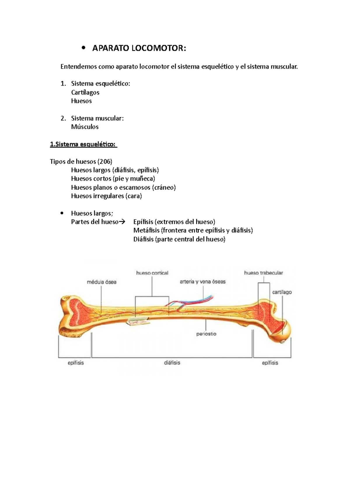 Aparato Locomotor - APARATO LOCOMOTOR: Entendemos como aparato ...