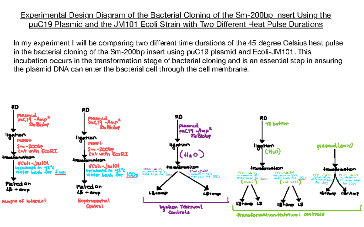 Experimental Design map - In my experiment I will be comparing two ...