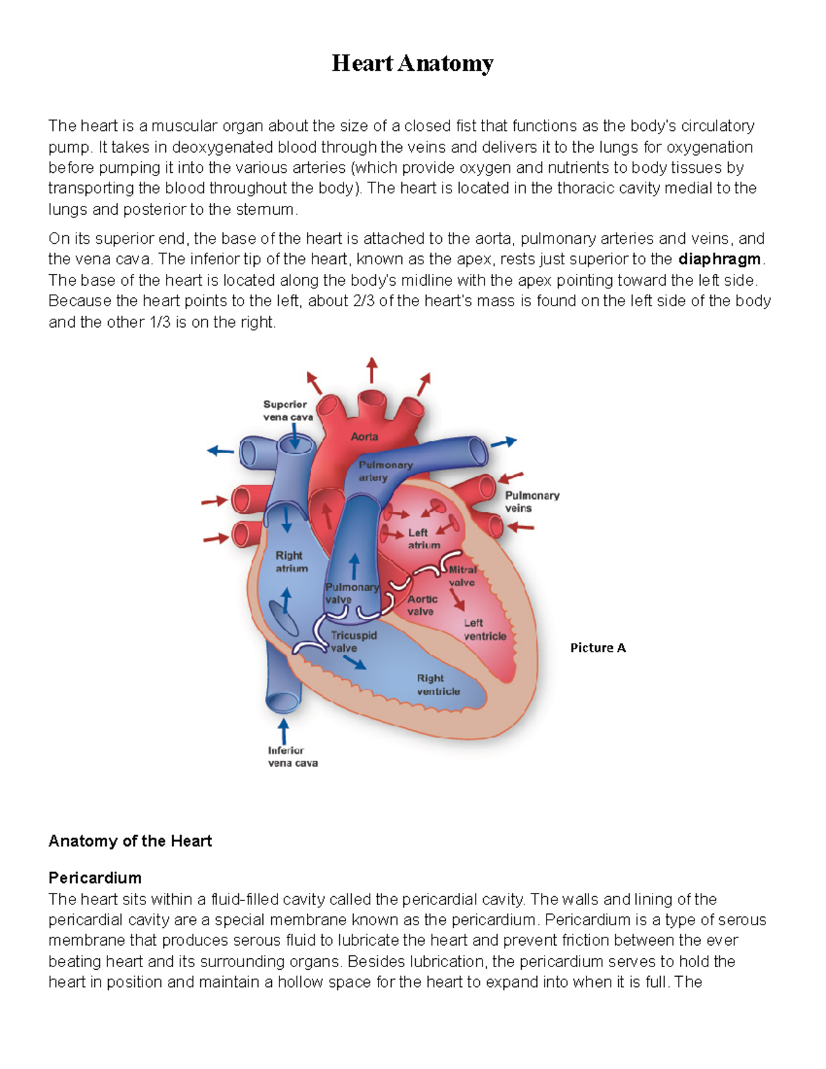 Heart Anatomy worksheet - UNRS 313 - StuDocu