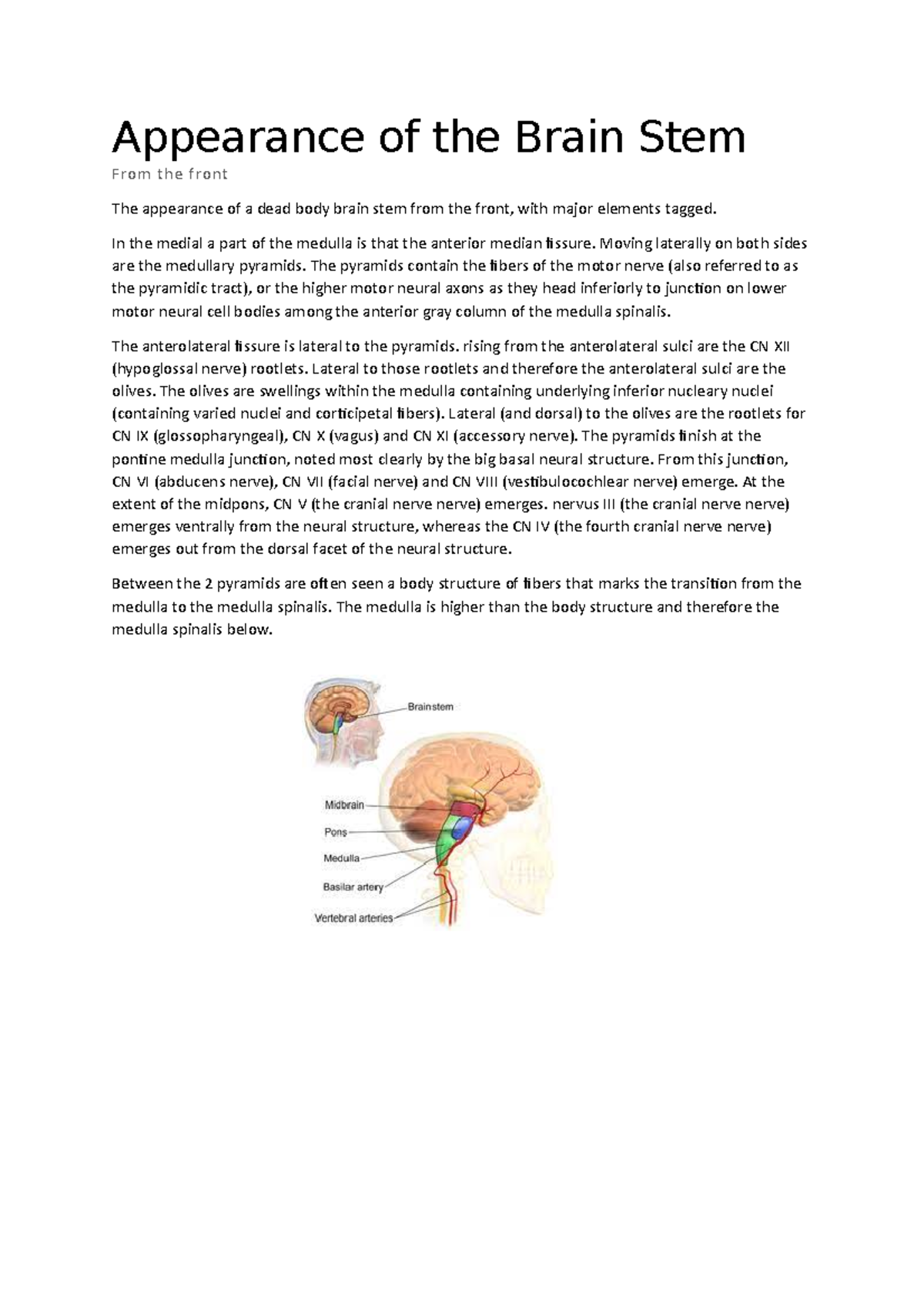 DE100 Appearance of the Brain Stem from the front - Appearance of the ...