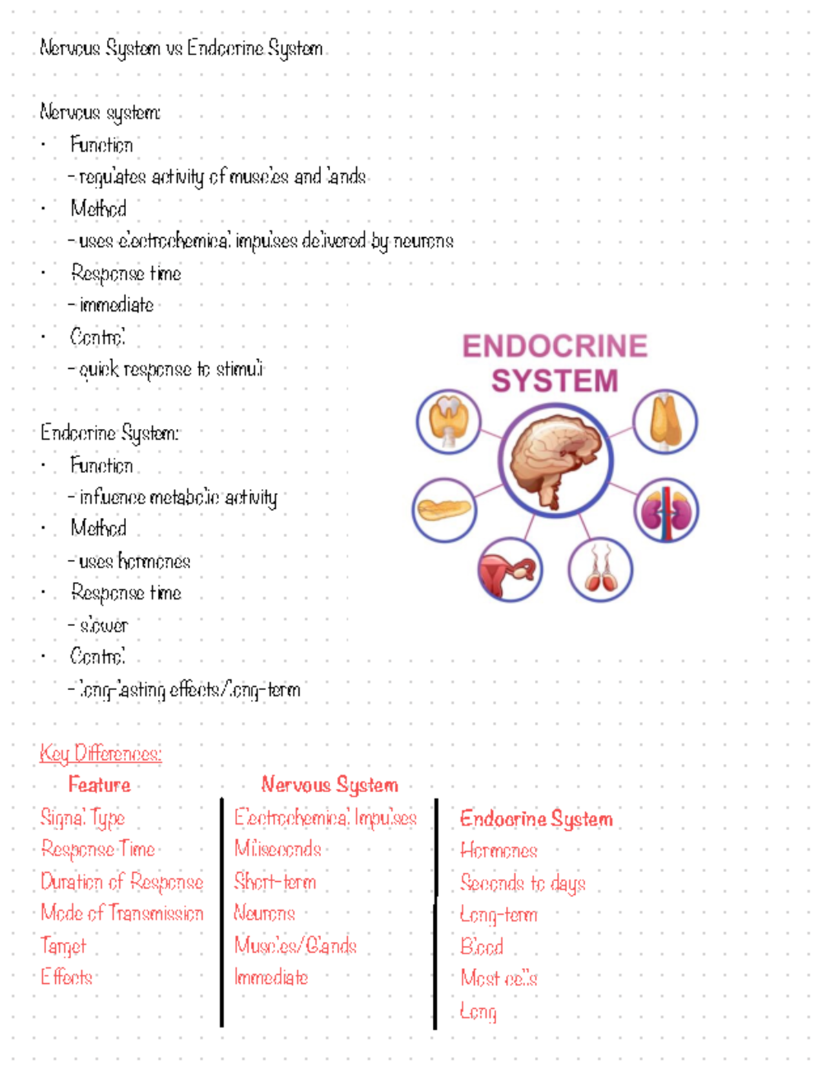 Endocrine System Chapter 16.1-16.3 Notes/Study Guide - Nervous System ...
