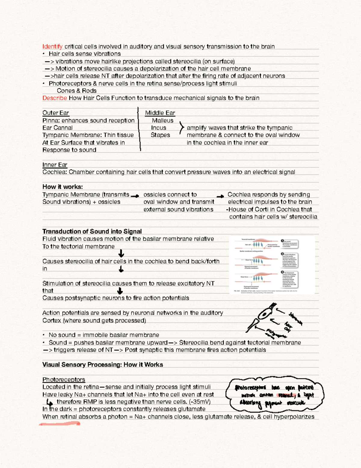 Weeks 4-6 Review - Identify critical cells involved in auditory and ...