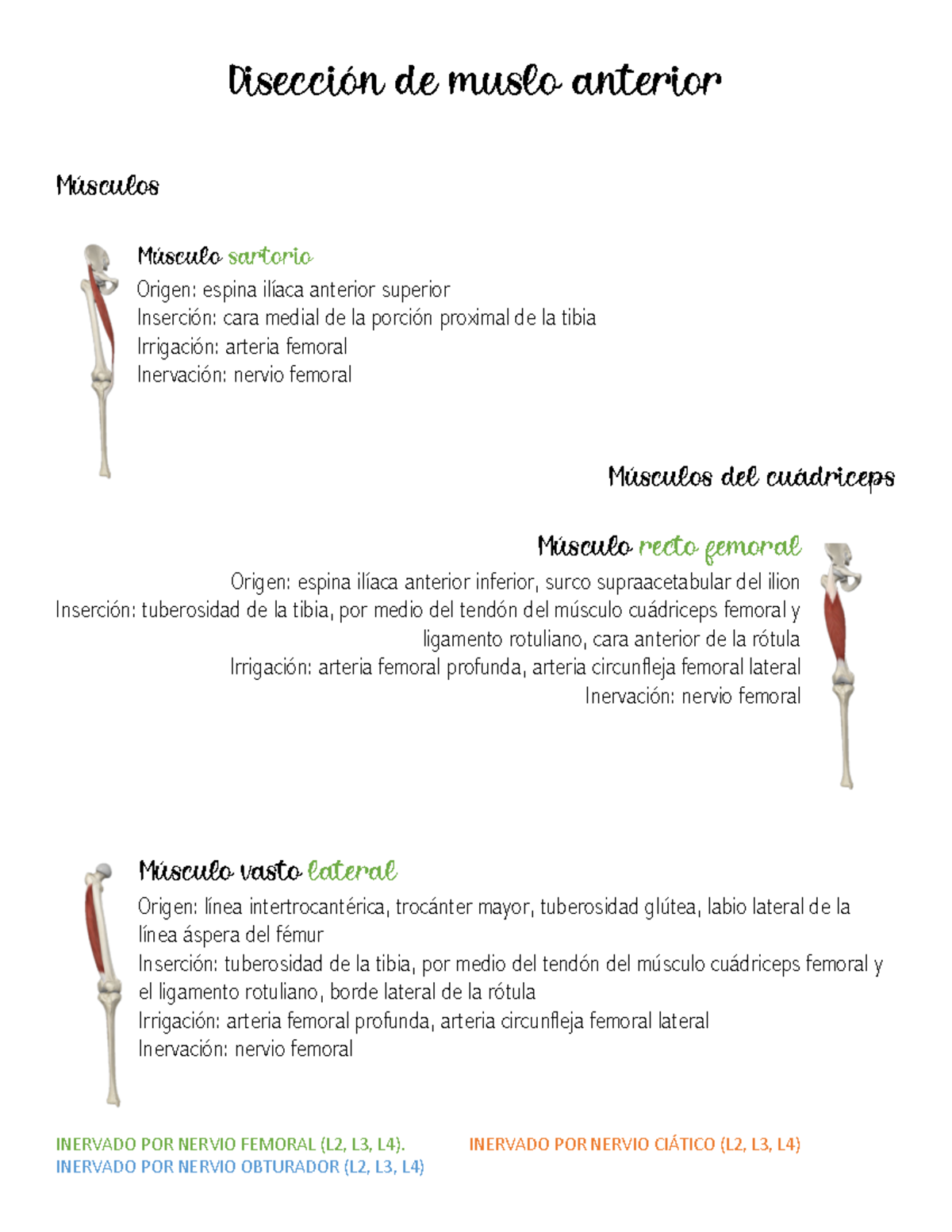Guia de disección de muslo anterior - INERVADO POR NERVIO FEMORAL (L2 ...