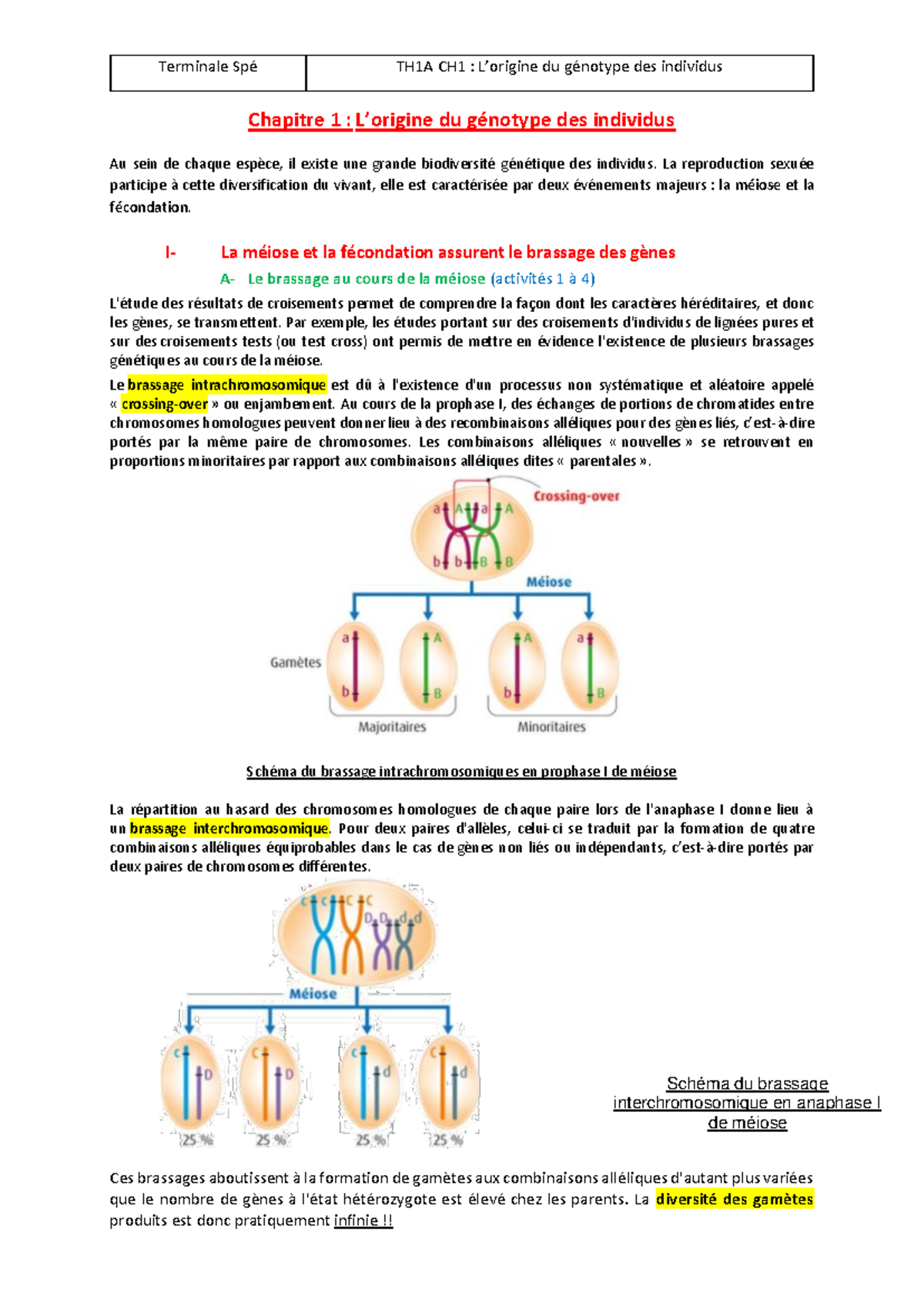 TH1A CH1 début cours - Terminale Spé TH1A CH 1 : L’origine du génotype ...