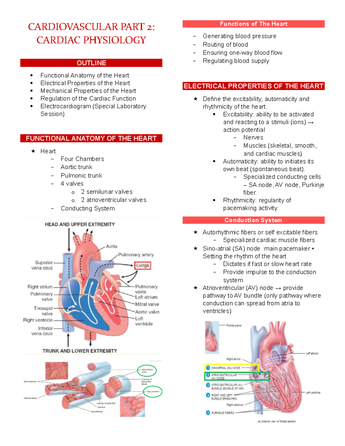 Cardiovascular PART 2 - CARDIOVASCULAR PART 2: CARDIAC PHYSIOLOGY ...