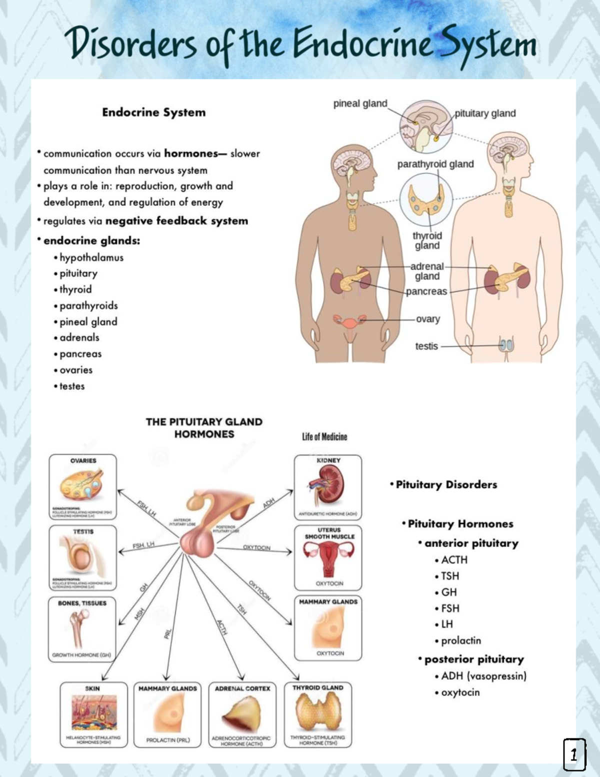 Endocrine Disorders Guide along with all body systems - Disorders of ...