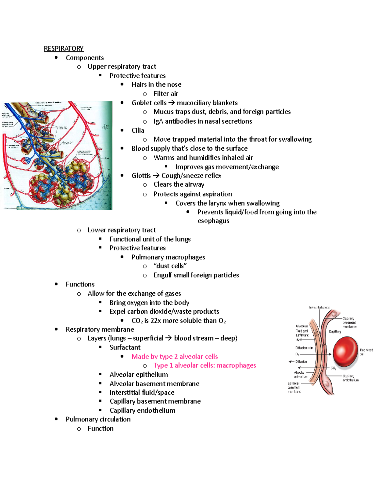 Respiratory - Adult health w/ McCormick fall 2019 - RESPIRATORY ...